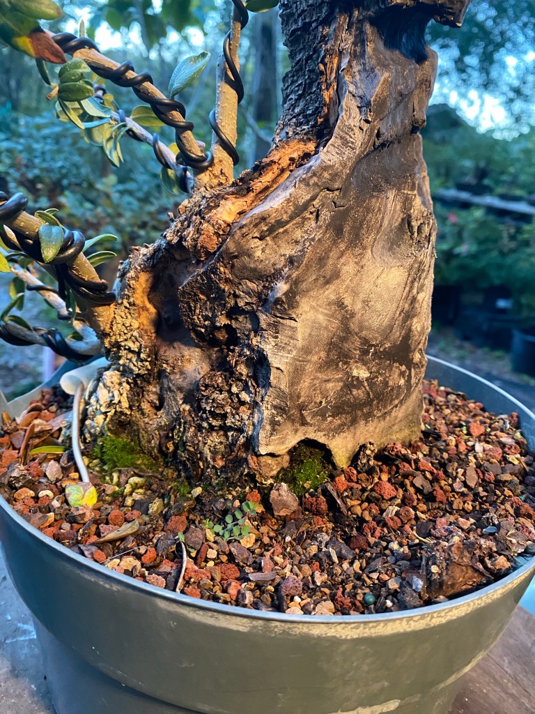 A funky chunky block of wood – Adam's Art and Bonsai Blog
