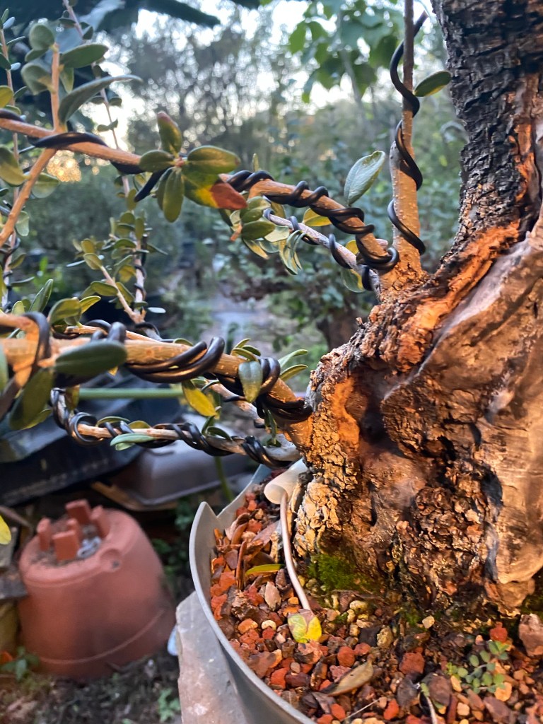 A funky chunky block of wood – Adam's Art and Bonsai Blog