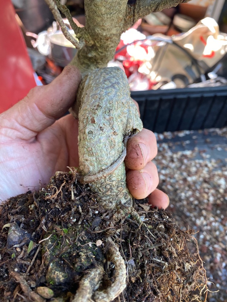 Root over Rock ‘n Roll – Adam's Art and Bonsai Blog