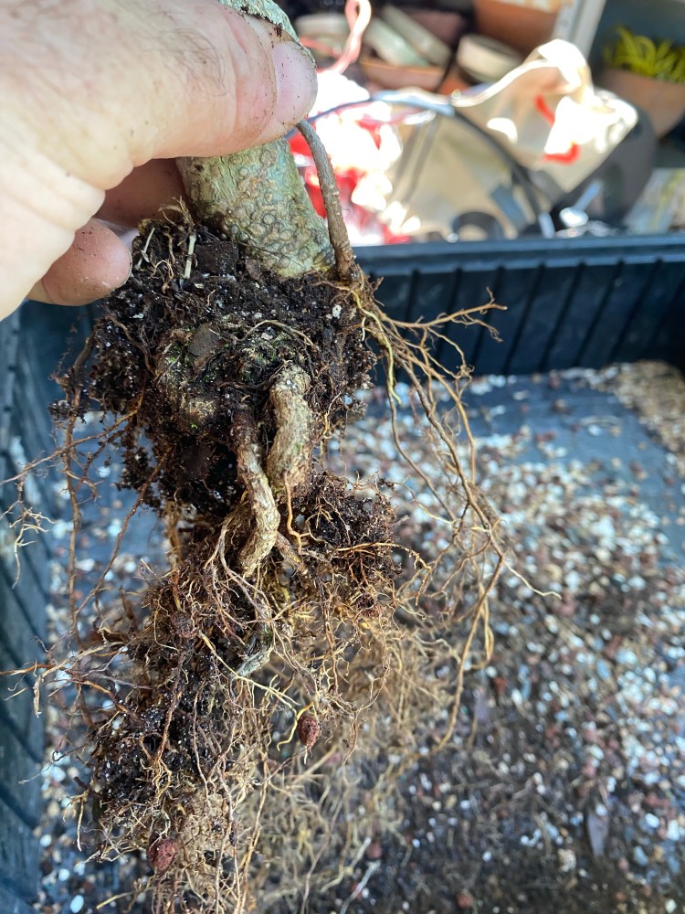 Root over Rock ‘n Roll – Adam's Art and Bonsai Blog