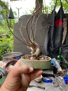 A bonsai tree? – Adam's Art and Bonsai Blog