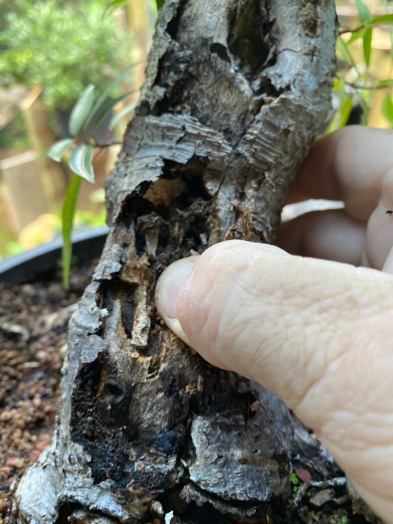 A ficus from a friend – Adam's Art and Bonsai Blog