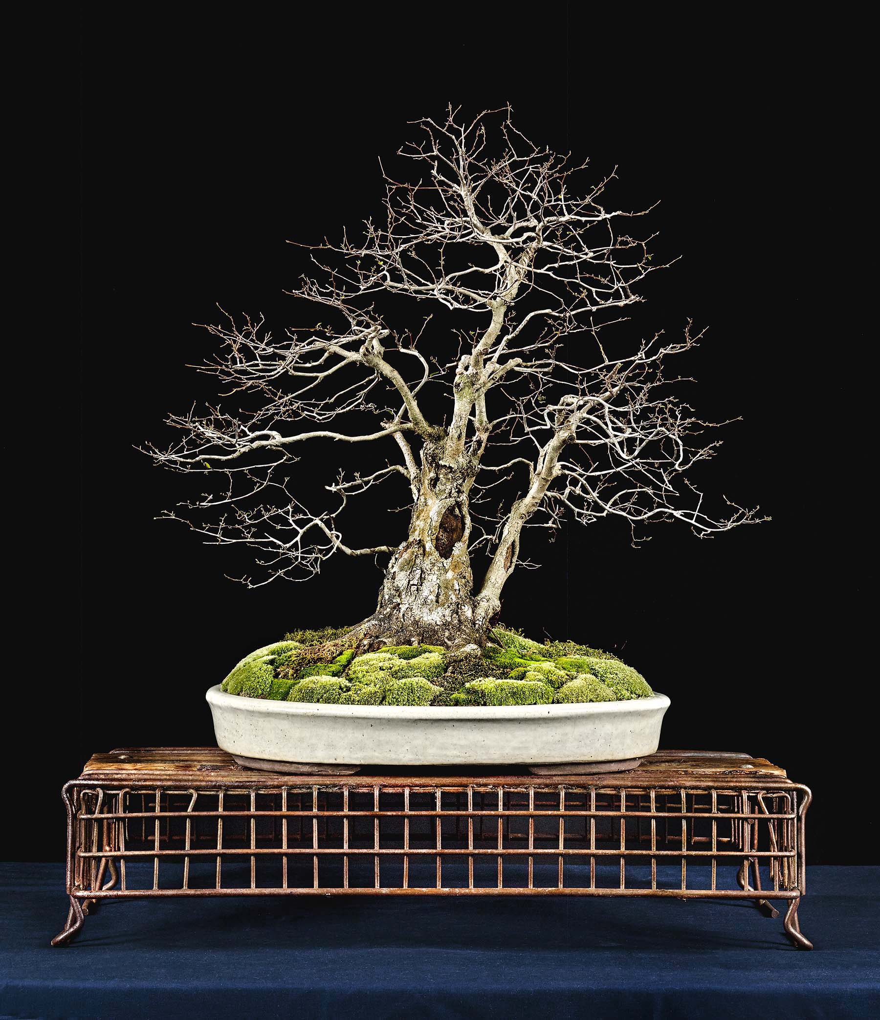 A bonsai tree? – Adam's Art and Bonsai Blog