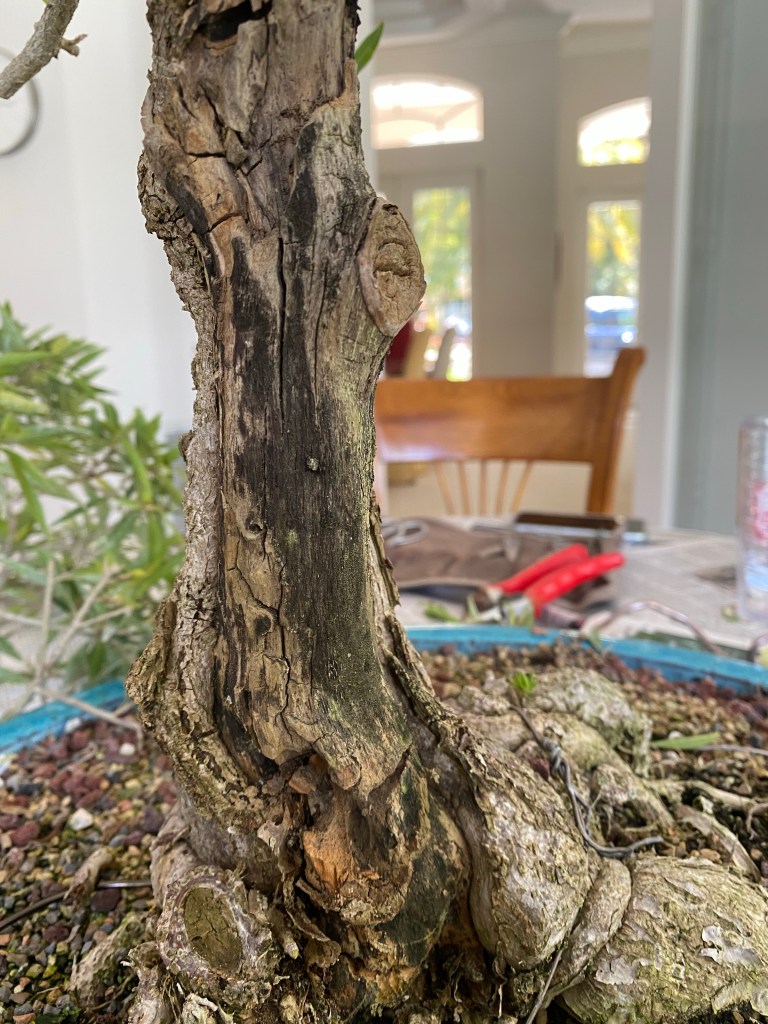 What if this is the last tree I work on? – Adam's Art and Bonsai Blog