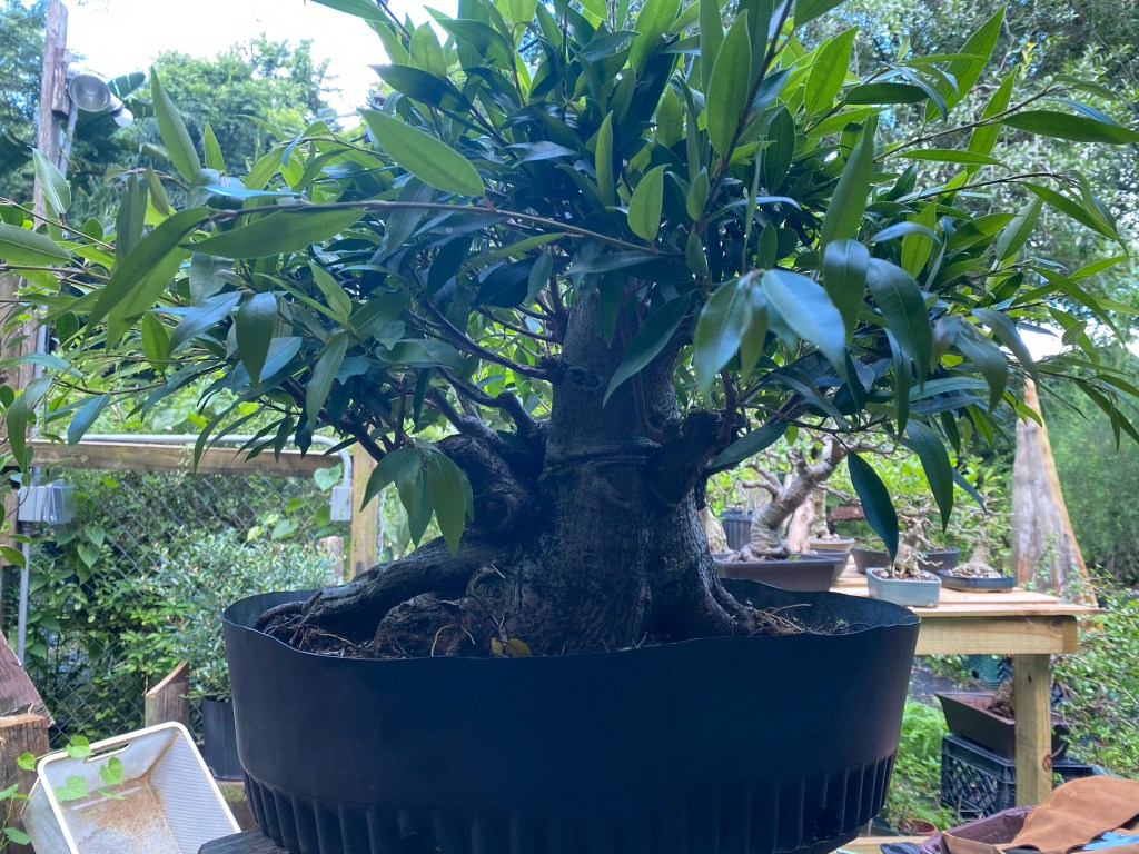 Big ficus 89 – Adam's Art and Bonsai Blog
