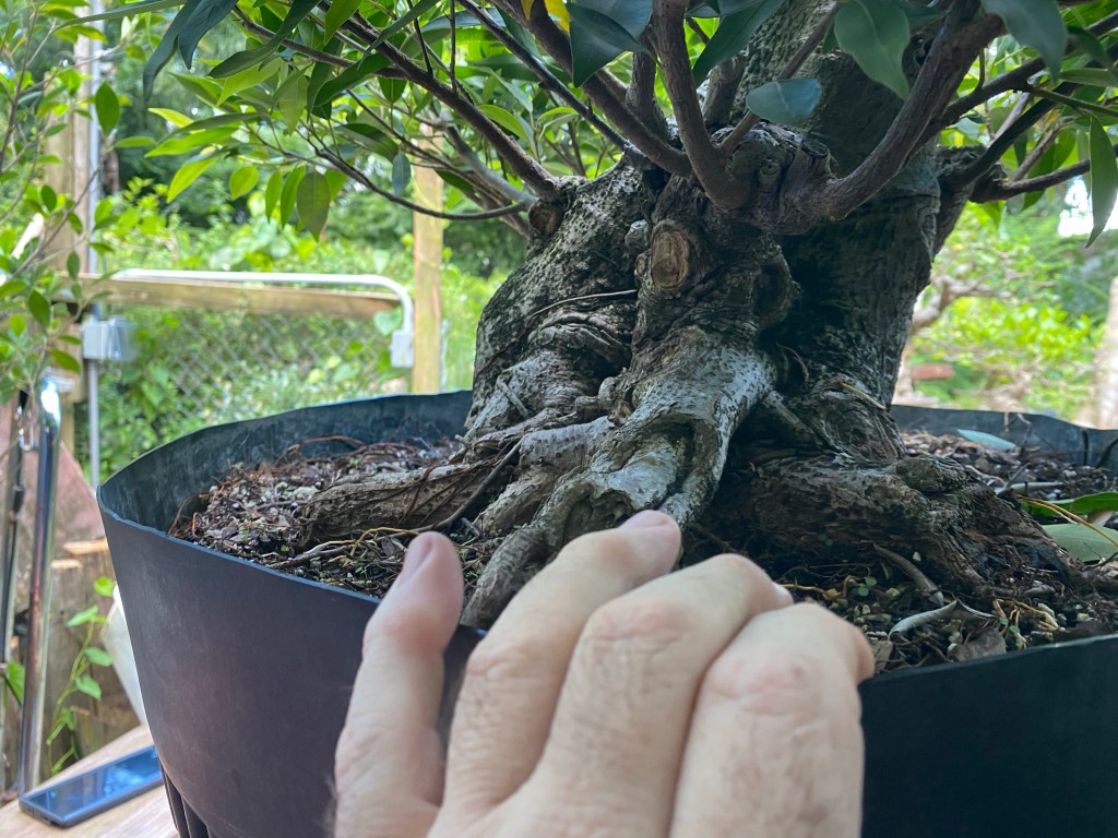 Big ficus 89 – Adam's Art and Bonsai Blog