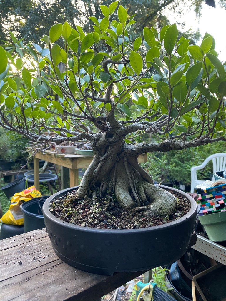 Building a ficus microcarpa bonsai – Adam's Art and Bonsai Blog