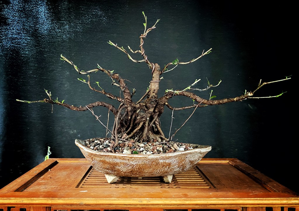 Quick blog: Root Monster update – Adam's Art and Bonsai Blog