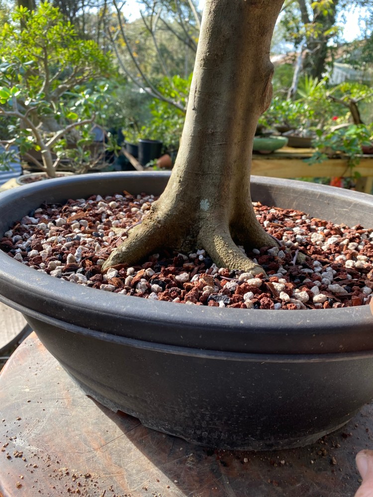 Trident Maple Thread Graft – Adam's Art and Bonsai Blog