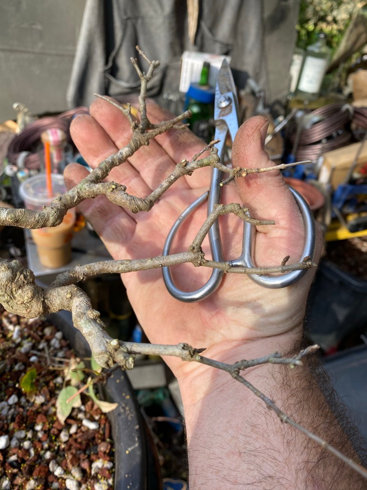 Trident Maple Thread Graft – Adam's Art and Bonsai Blog