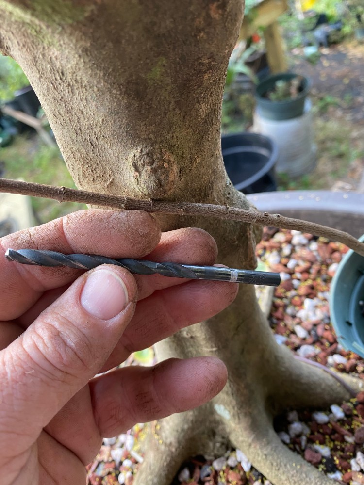 Trident Maple Thread Graft – Adam's Art and Bonsai Blog