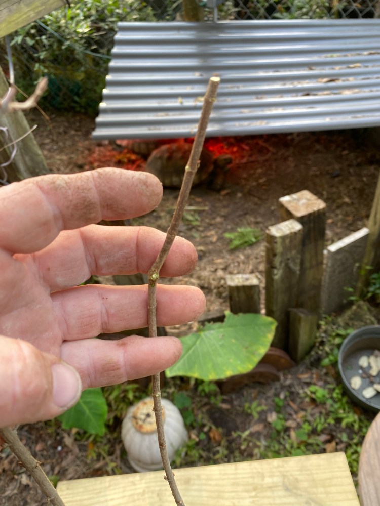 Trident Maple Thread Graft – Adam's Art and Bonsai Blog