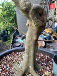 Trident Maple Thread Graft – Adam's Art and Bonsai Blog