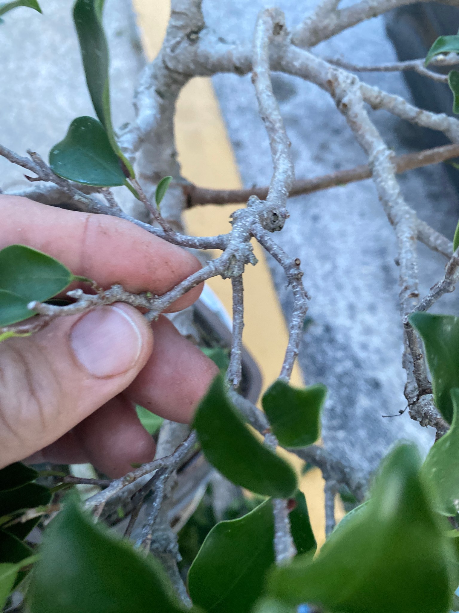 Regular old ficus microcarpa from a raffle – Adam's Art and Bonsai Blog