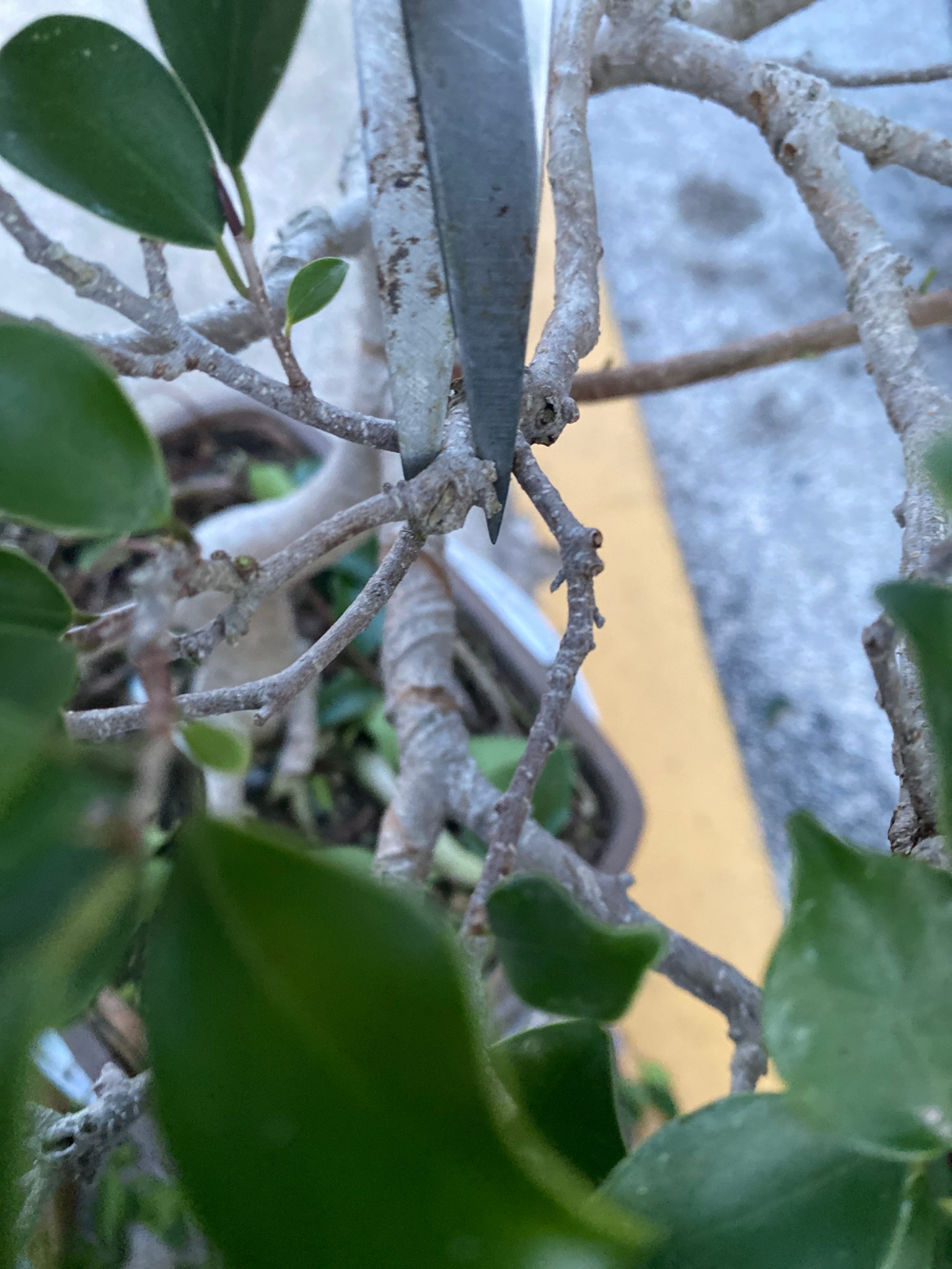 Regular old ficus microcarpa from a raffle – Adam's Art and Bonsai Blog