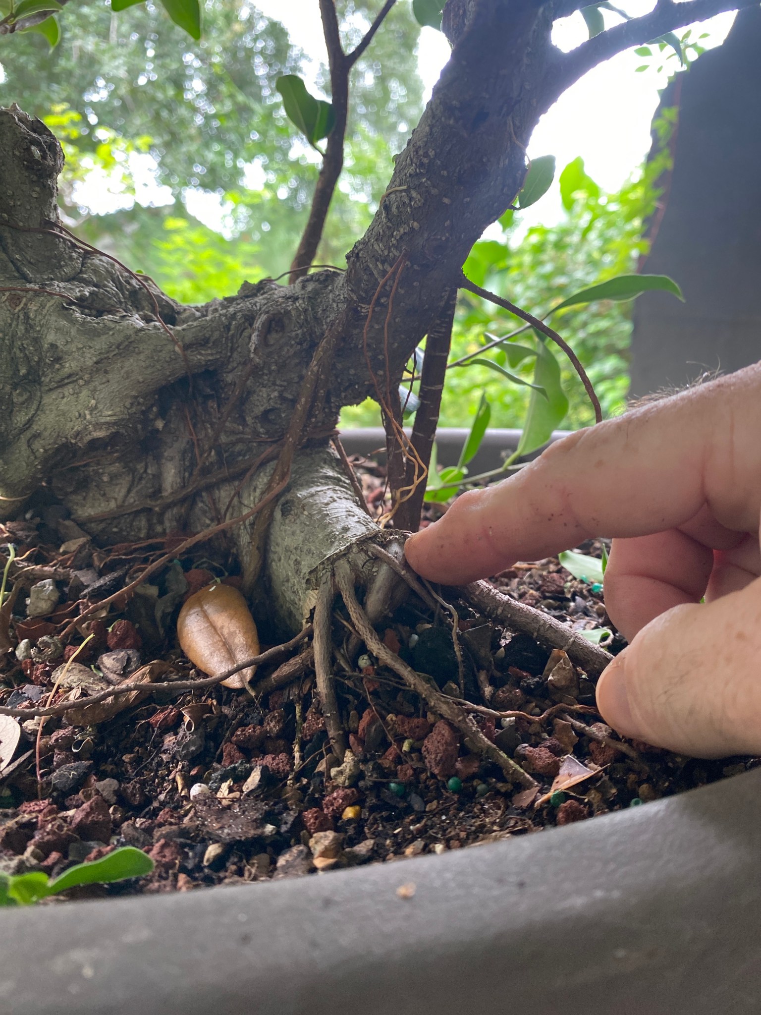A collected (yes, collected) Ficus microcarpa from SW Florida – Adam's ...