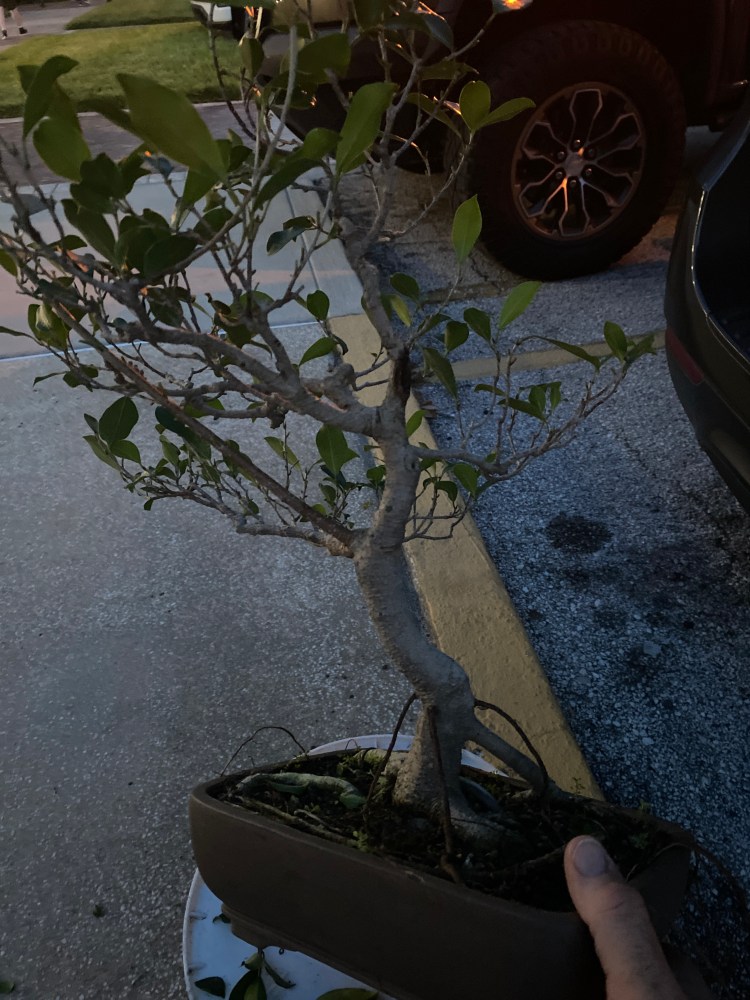 Regular old ficus microcarpa from a raffle – Adam's Art and Bonsai Blog