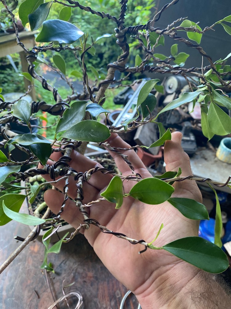 Regular old ficus microcarpa from a raffle – Adam's Art and Bonsai Blog