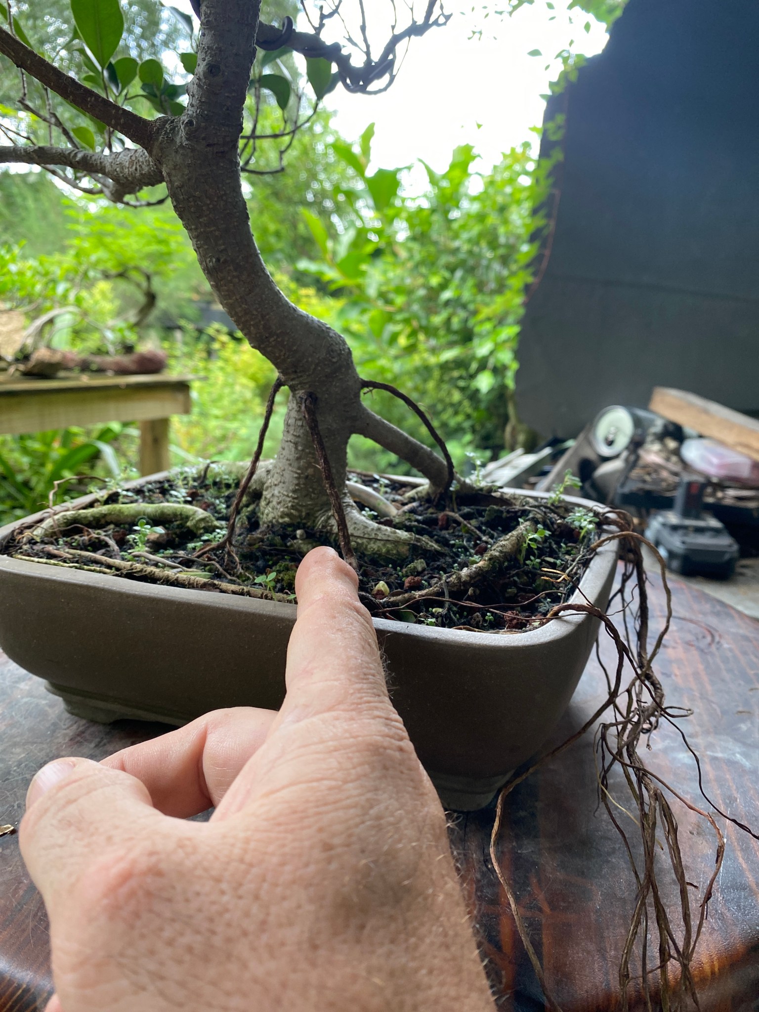 Regular old ficus microcarpa from a raffle – Adam's Art and Bonsai Blog