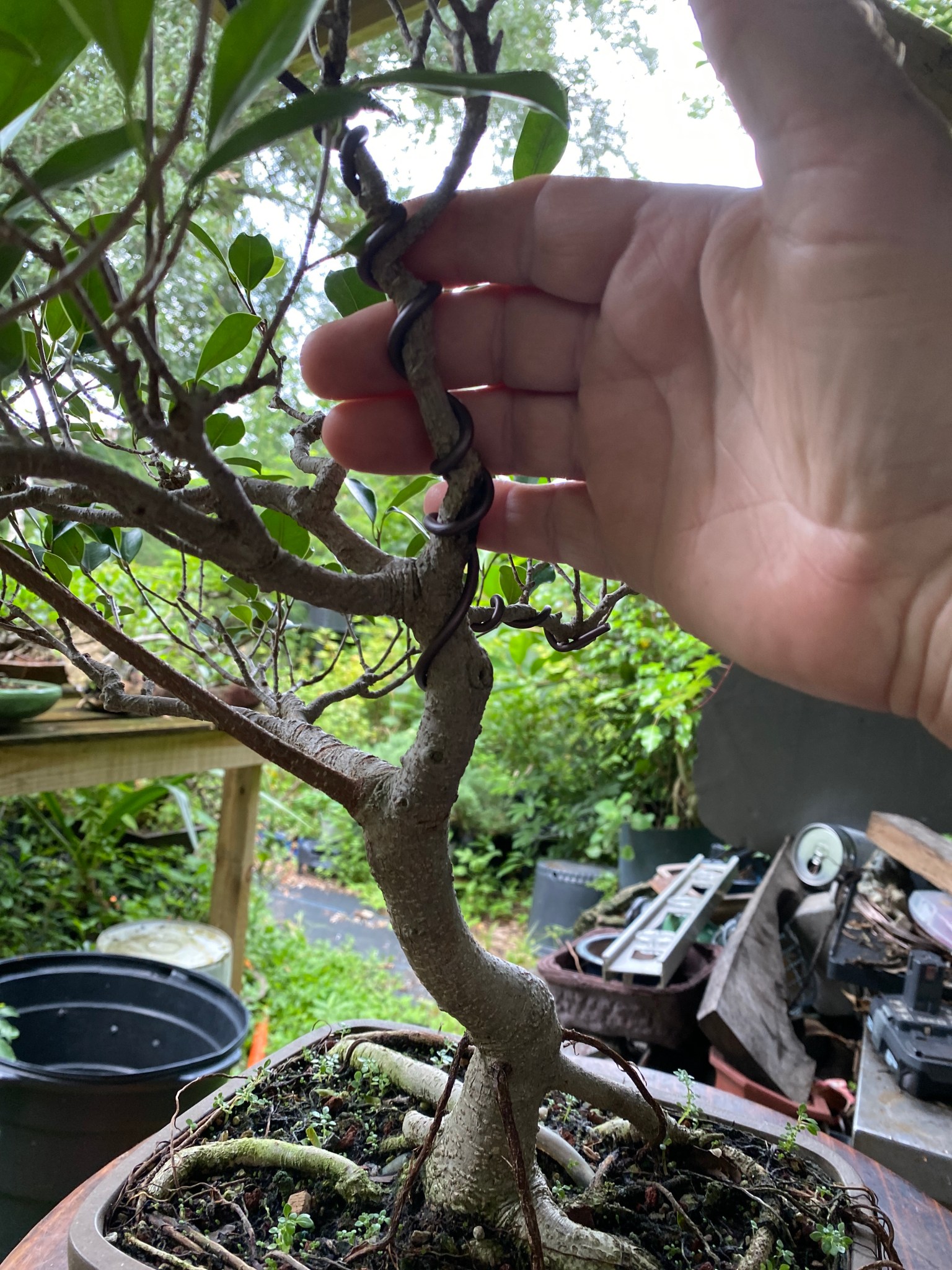 Regular old ficus microcarpa from a raffle – Adam's Art and Bonsai Blog