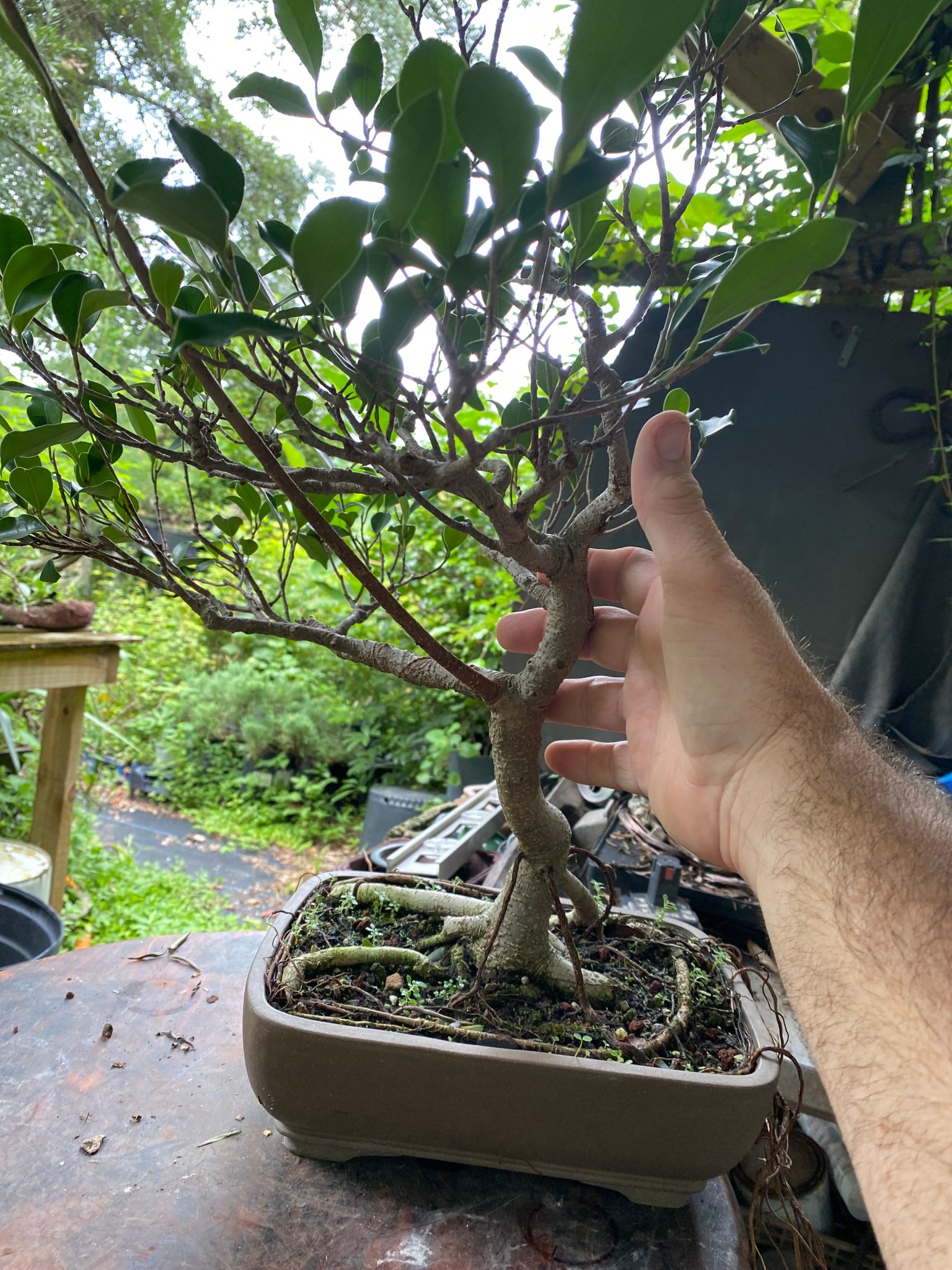 Regular old ficus microcarpa from a raffle – Adam's Art and Bonsai Blog
