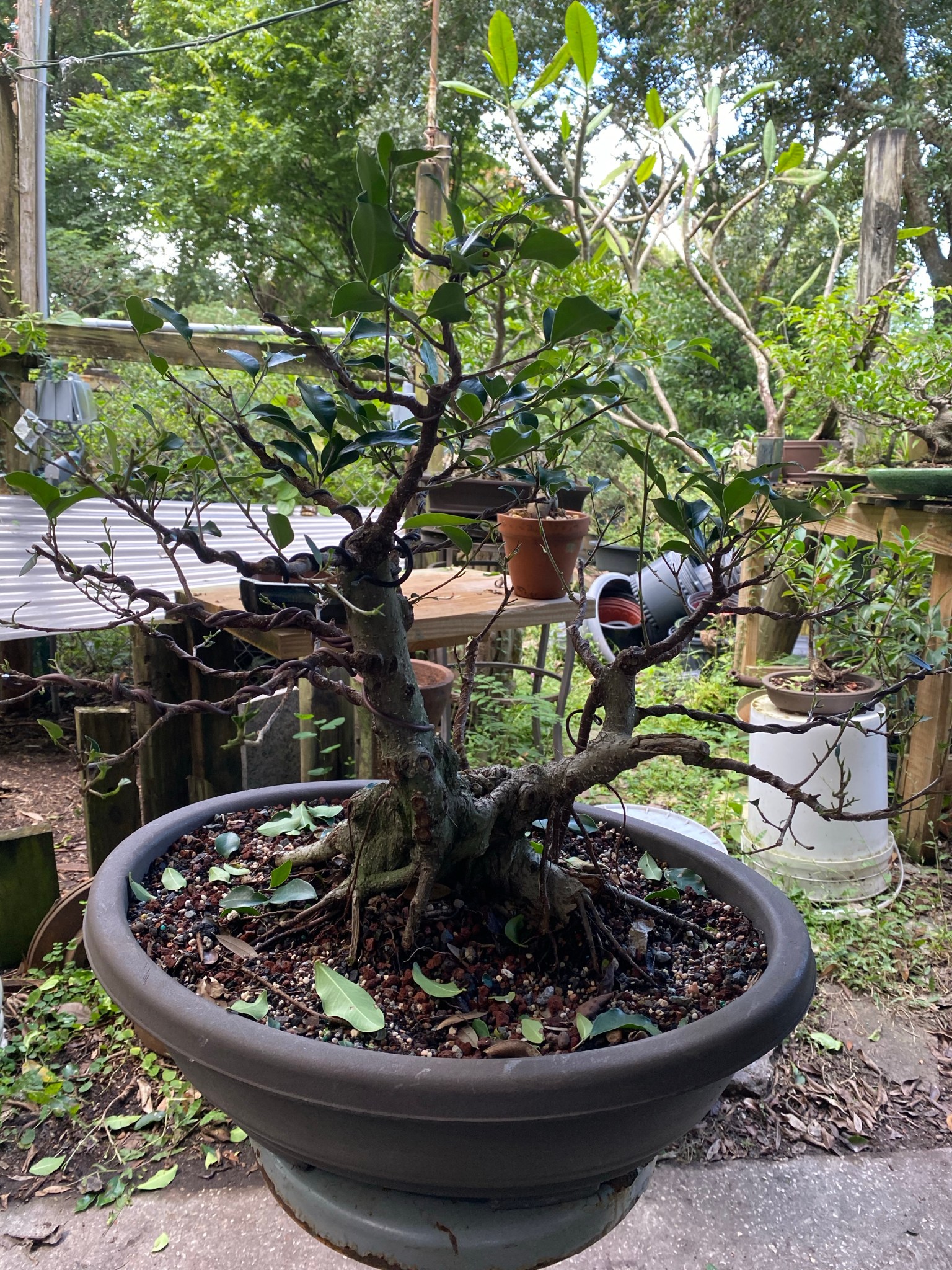 Quick update to the collected Ficus microcarpa – Adam's Art and Bonsai Blog