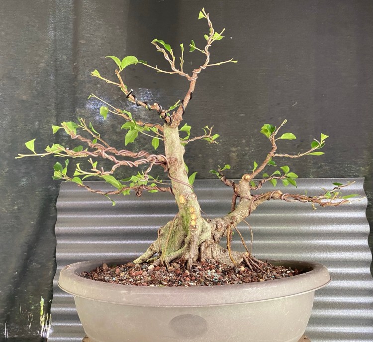 Quick update to the collected Ficus microcarpa – Adam's Art and Bonsai Blog
