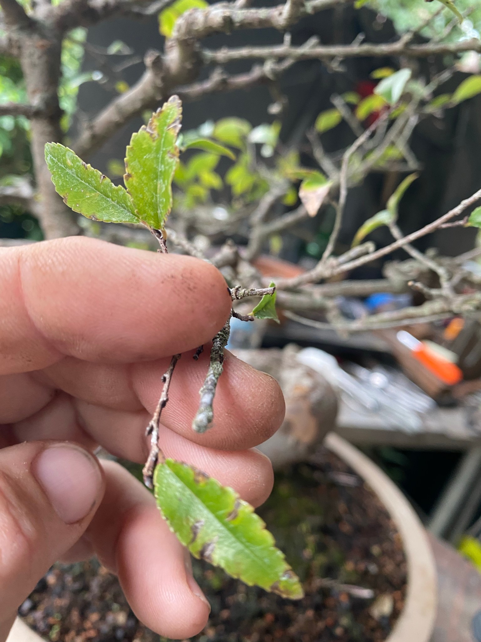 What’s a “Drake” elm anyway? – Adam's Art and Bonsai Blog