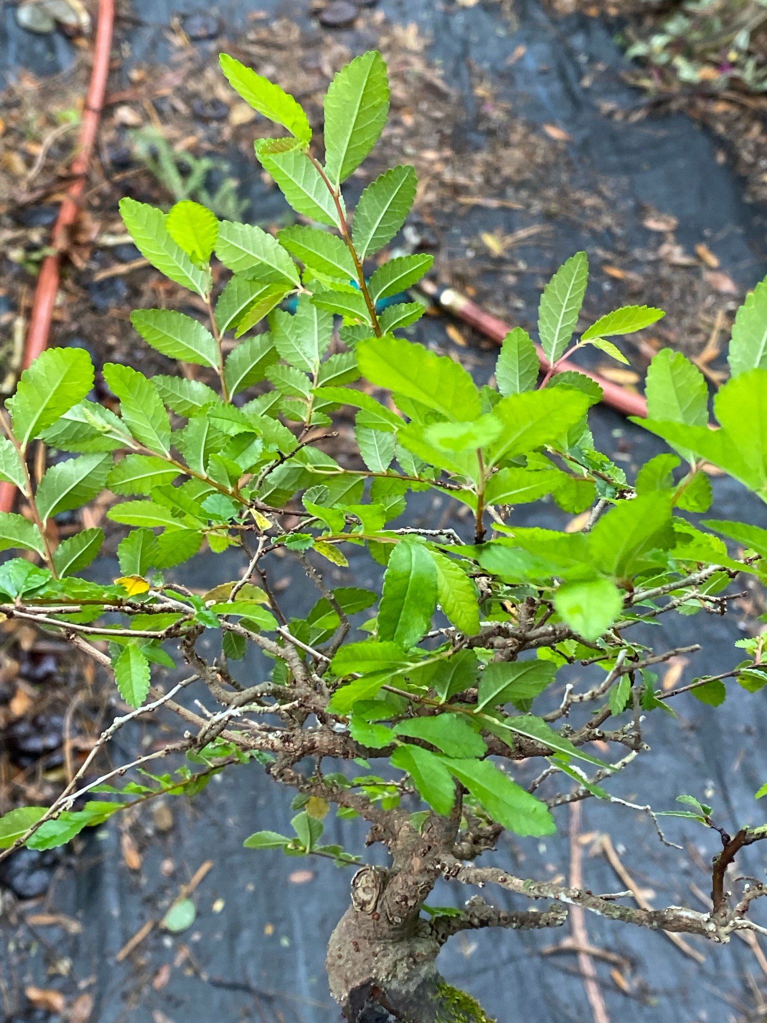 What’s a “Drake” elm anyway? – Adam's Art and Bonsai Blog