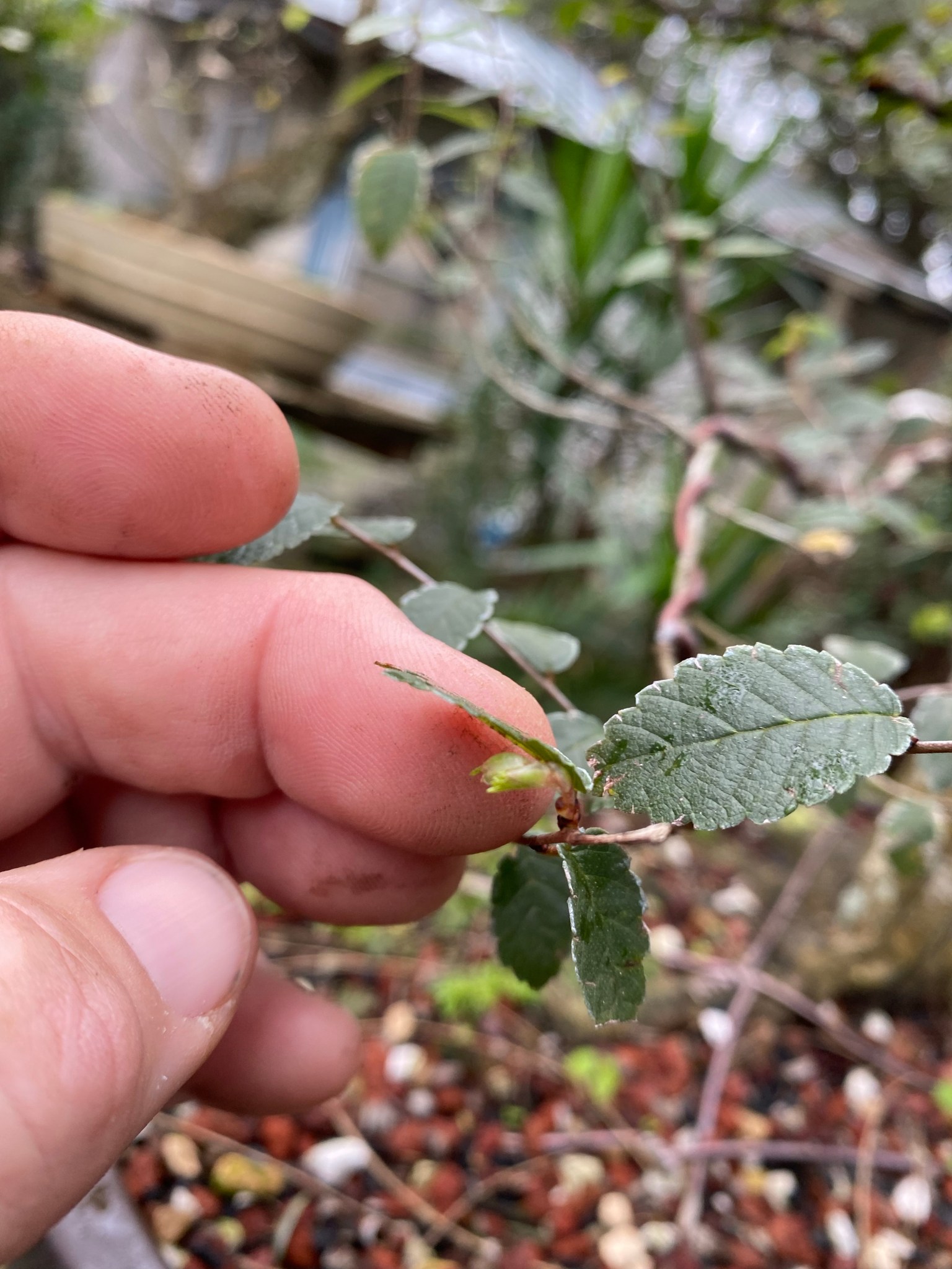 What’s a “Drake” elm anyway? – Adam's Art and Bonsai Blog