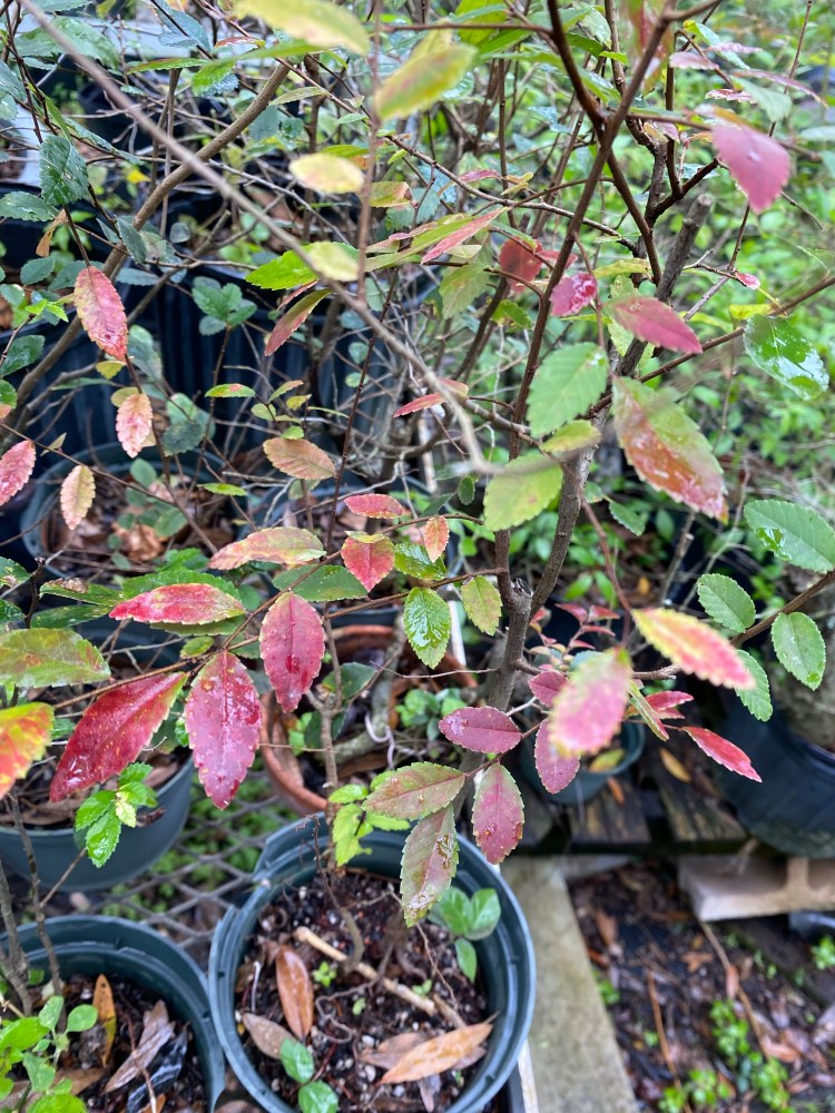 What’s a “Drake” elm anyway? – Adam's Art and Bonsai Blog