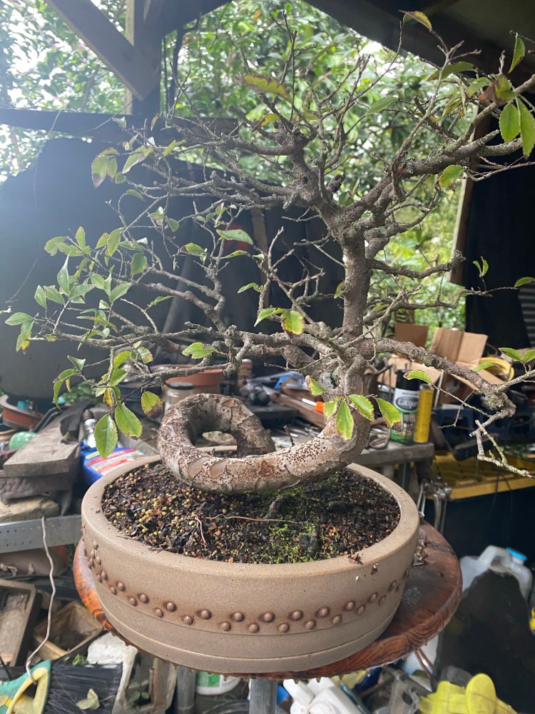 What’s a “Drake” elm anyway? – Adam's Art and Bonsai Blog