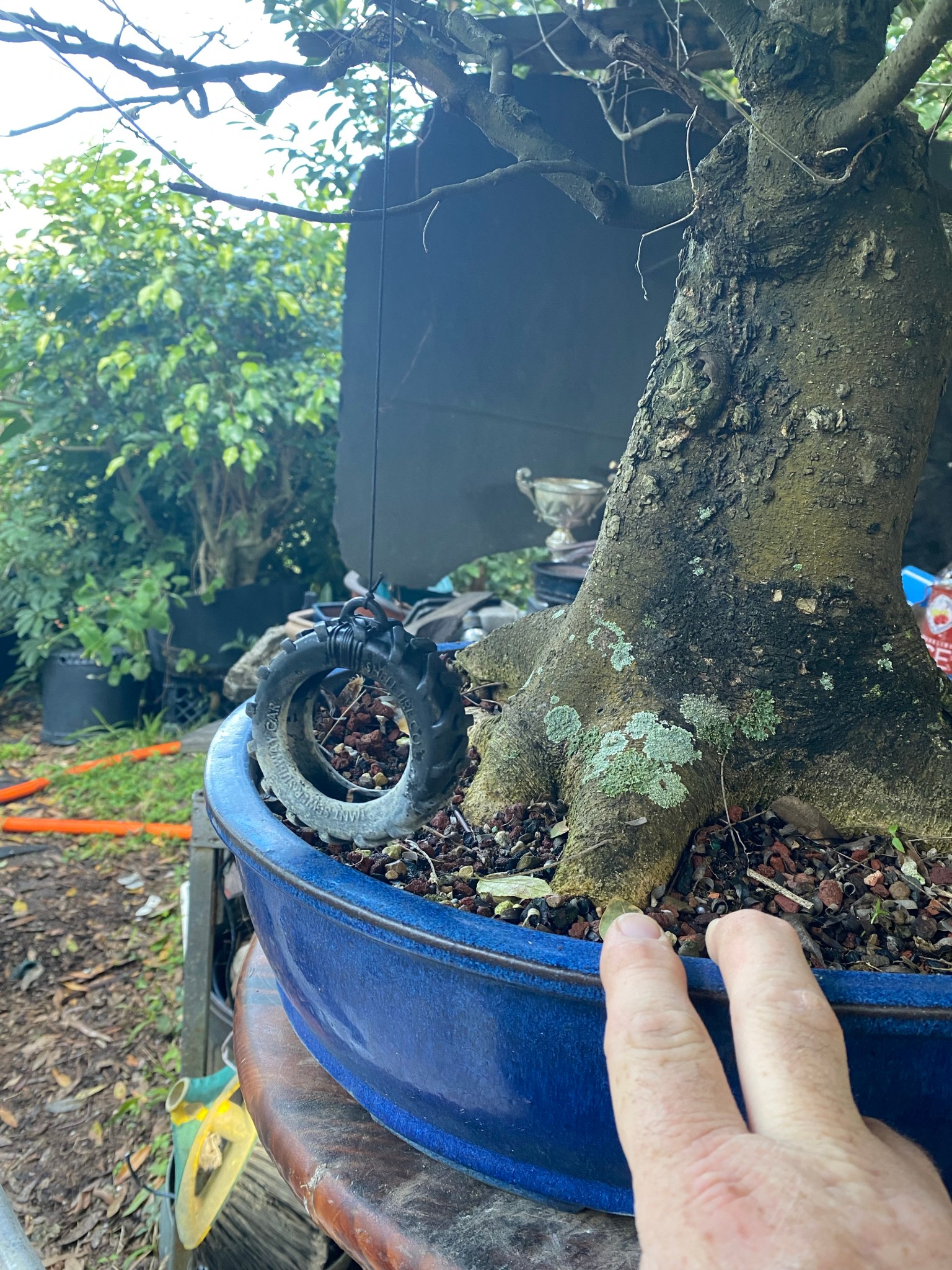 My big hunka sugar(berry) – Adam's Art and Bonsai Blog