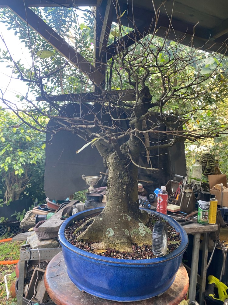 My big hunka sugar(berry) – Adam's Art and Bonsai Blog