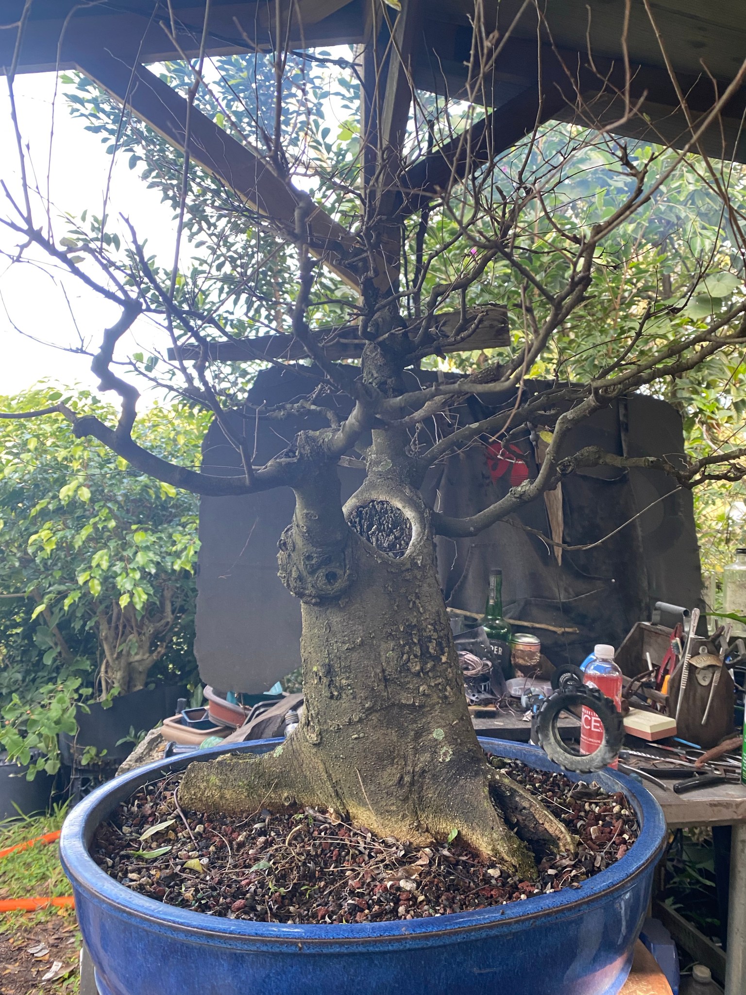 My big hunka sugar(berry) – Adam's Art and Bonsai Blog