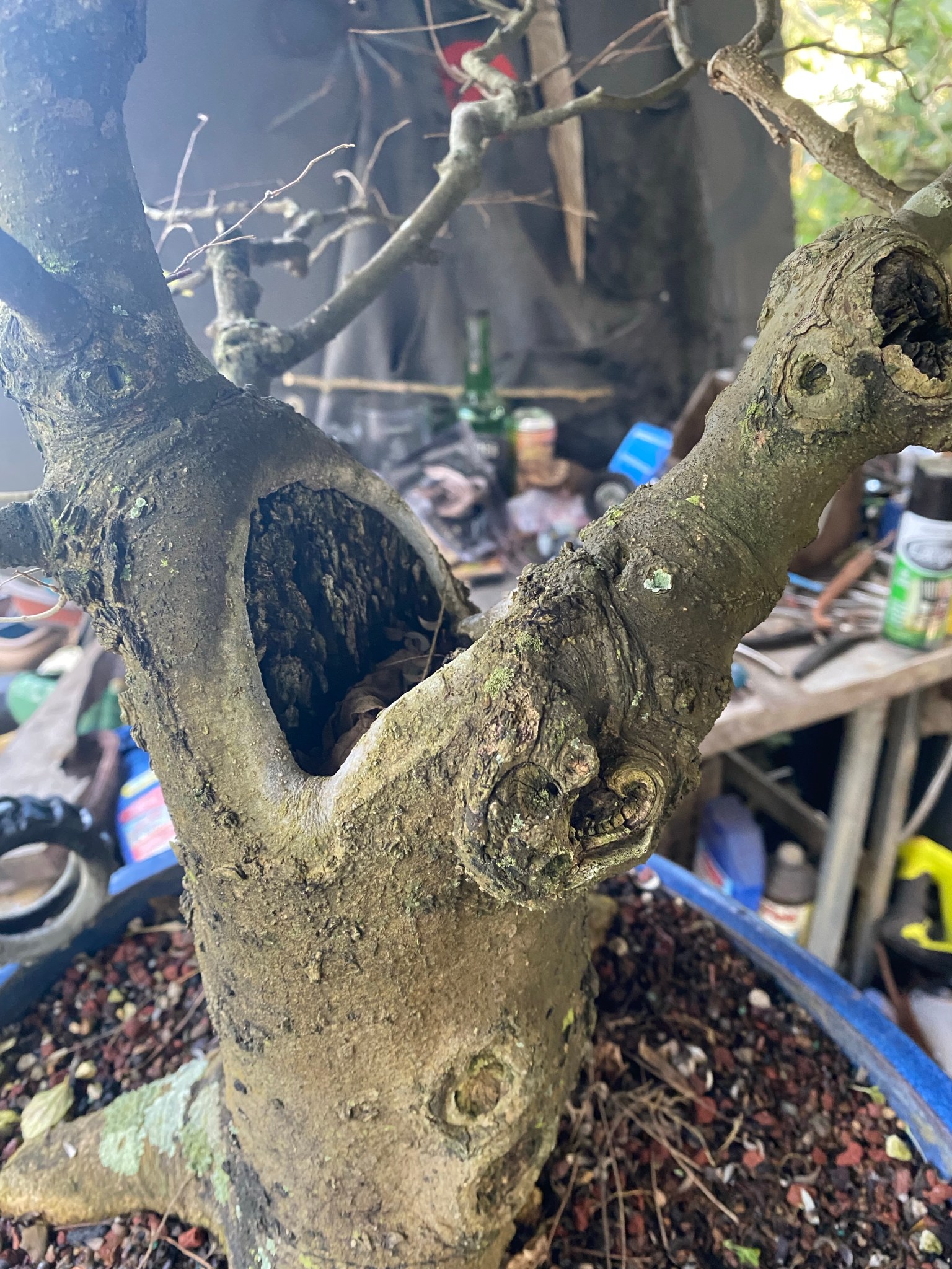 My big hunka sugar(berry) – Adam's Art and Bonsai Blog