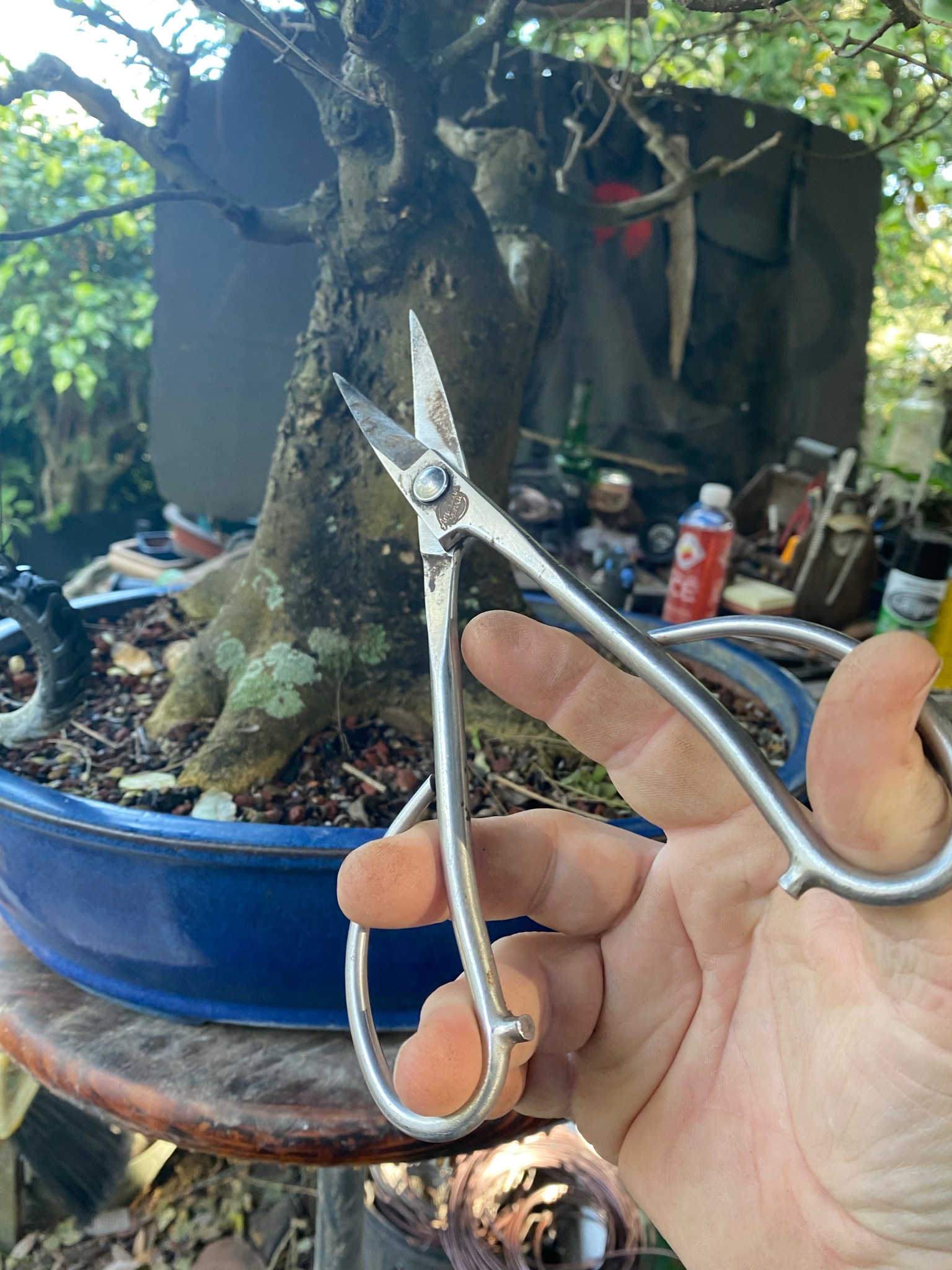 My big hunka sugar(berry) – Adam's Art and Bonsai Blog