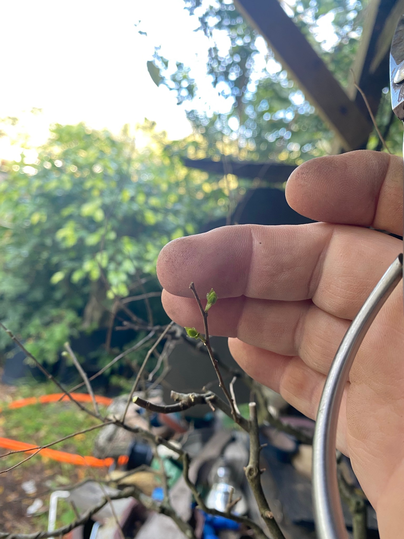 My big hunka sugar(berry) – Adam's Art and Bonsai Blog