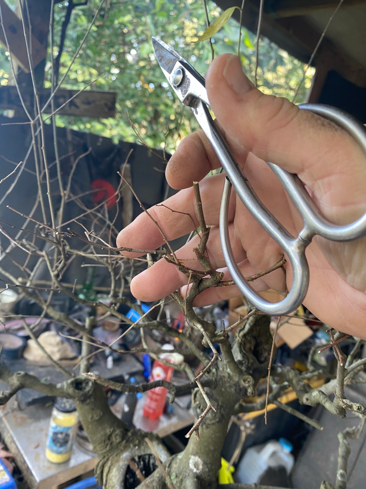 My big hunka sugar(berry) – Adam's Art and Bonsai Blog
