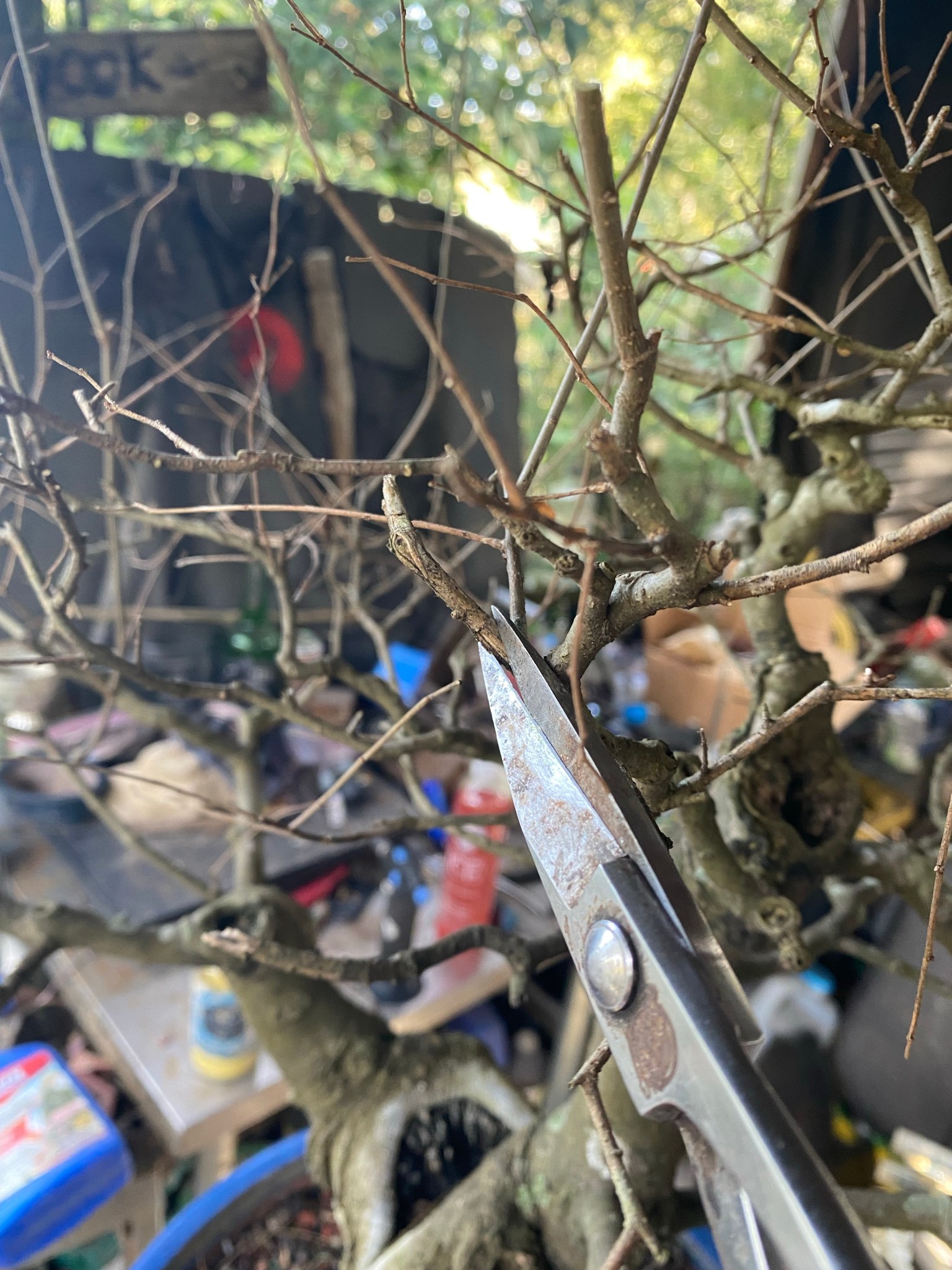 My big hunka sugar(berry) – Adam's Art and Bonsai Blog