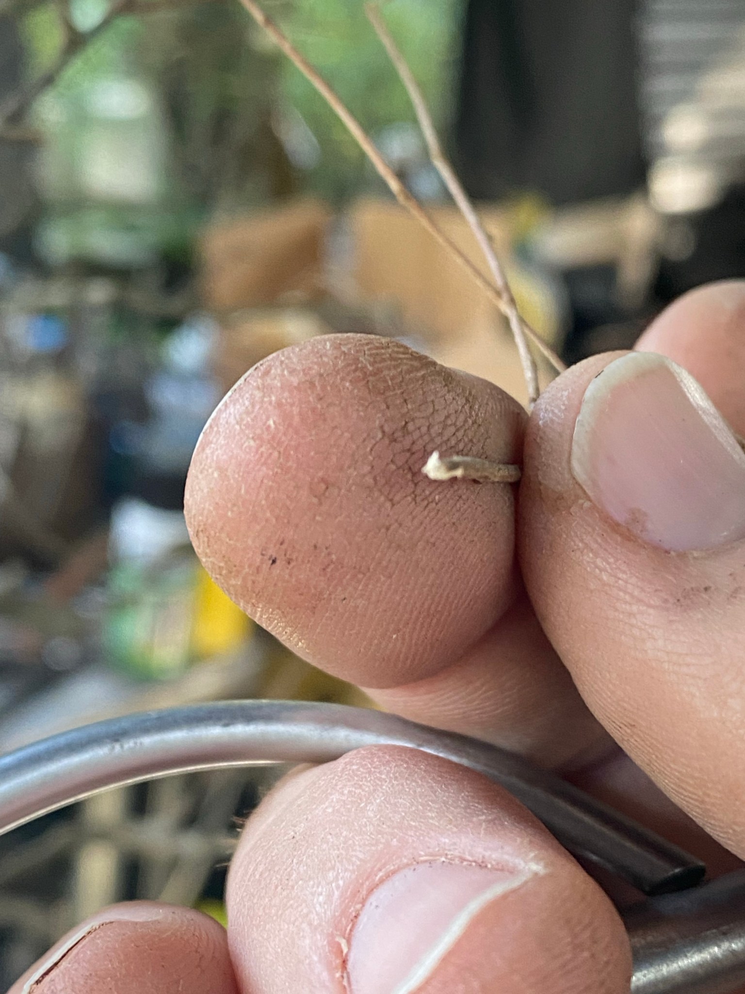 My big hunka sugar(berry) – Adam's Art and Bonsai Blog