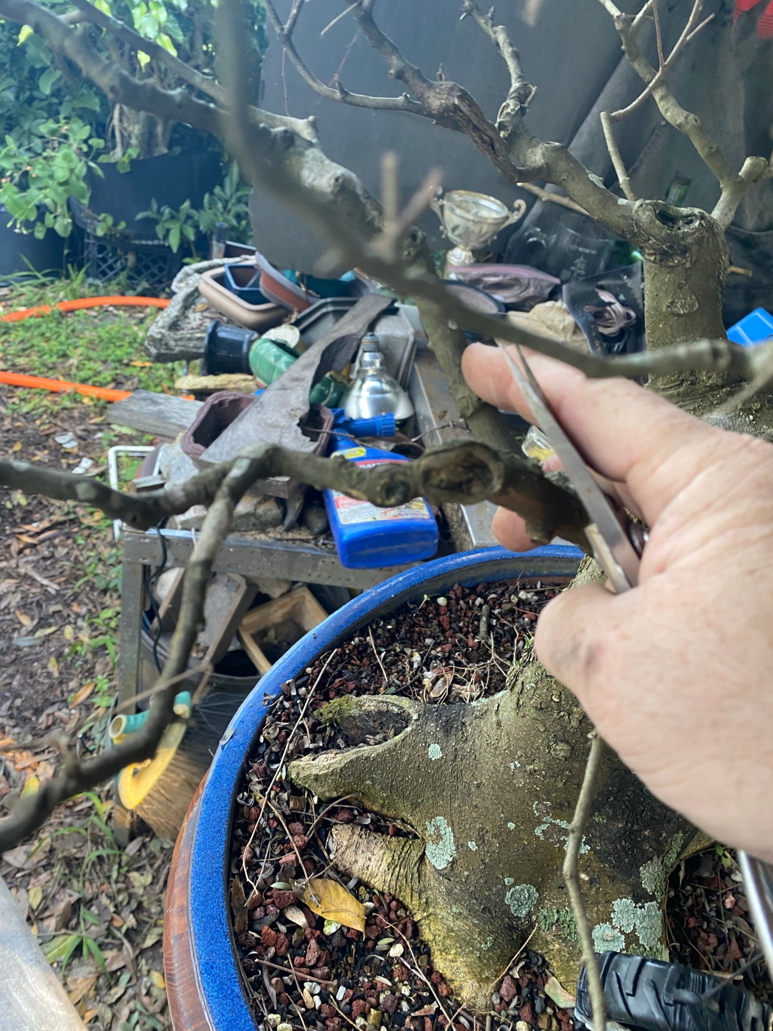 My big hunka sugar(berry) – Adam's Art and Bonsai Blog