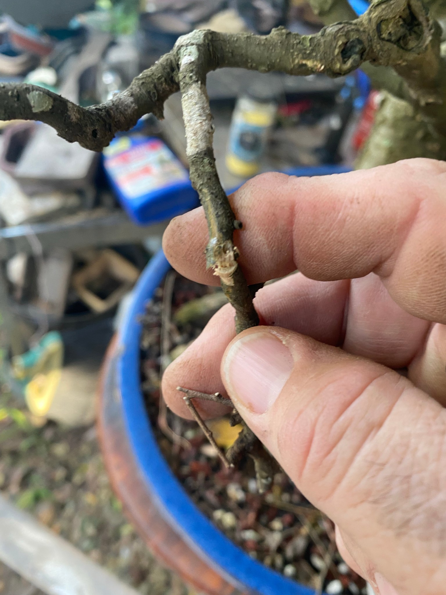 My big hunka sugar(berry) – Adam's Art and Bonsai Blog