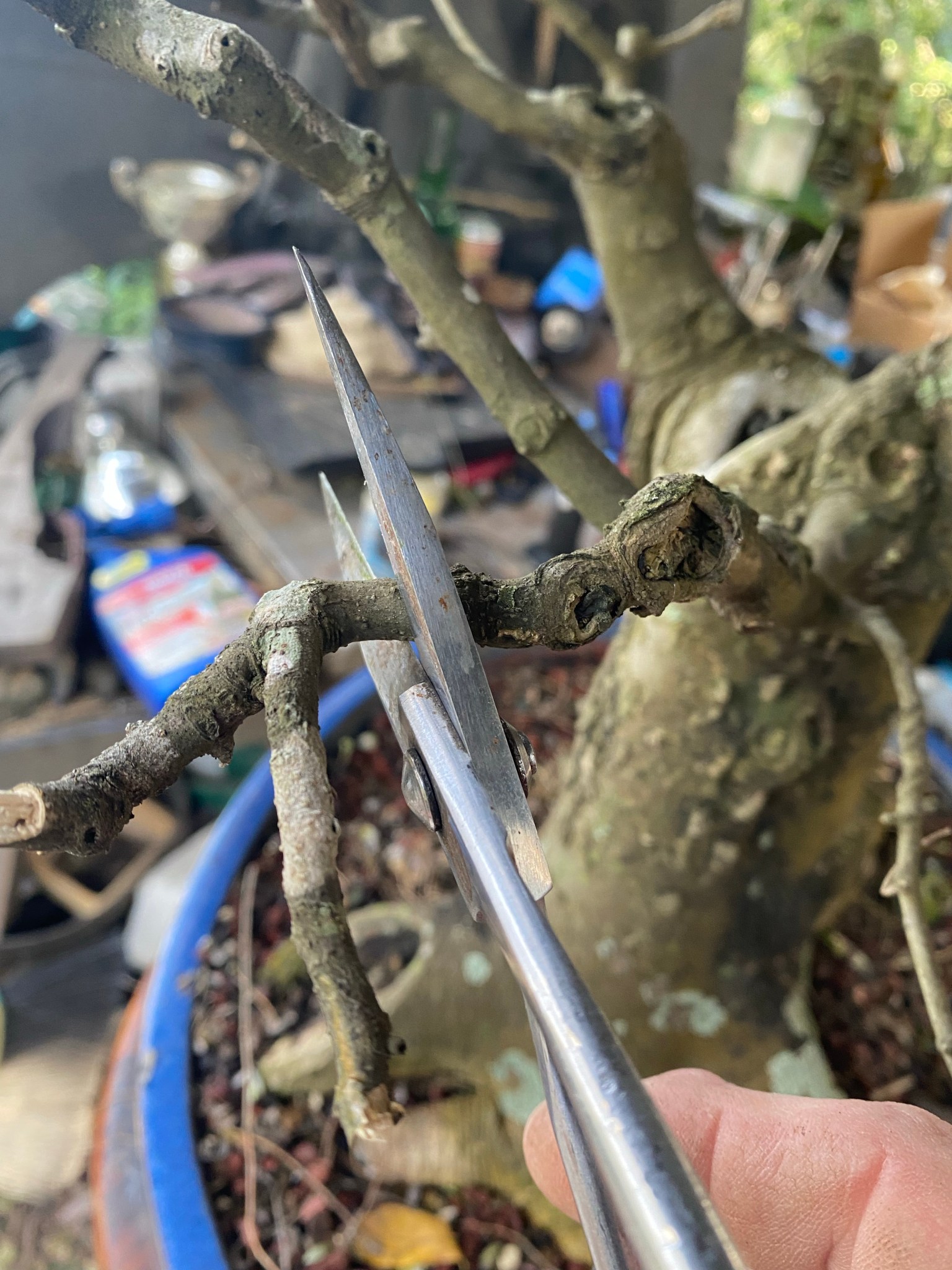 My big hunka sugar(berry) – Adam's Art and Bonsai Blog