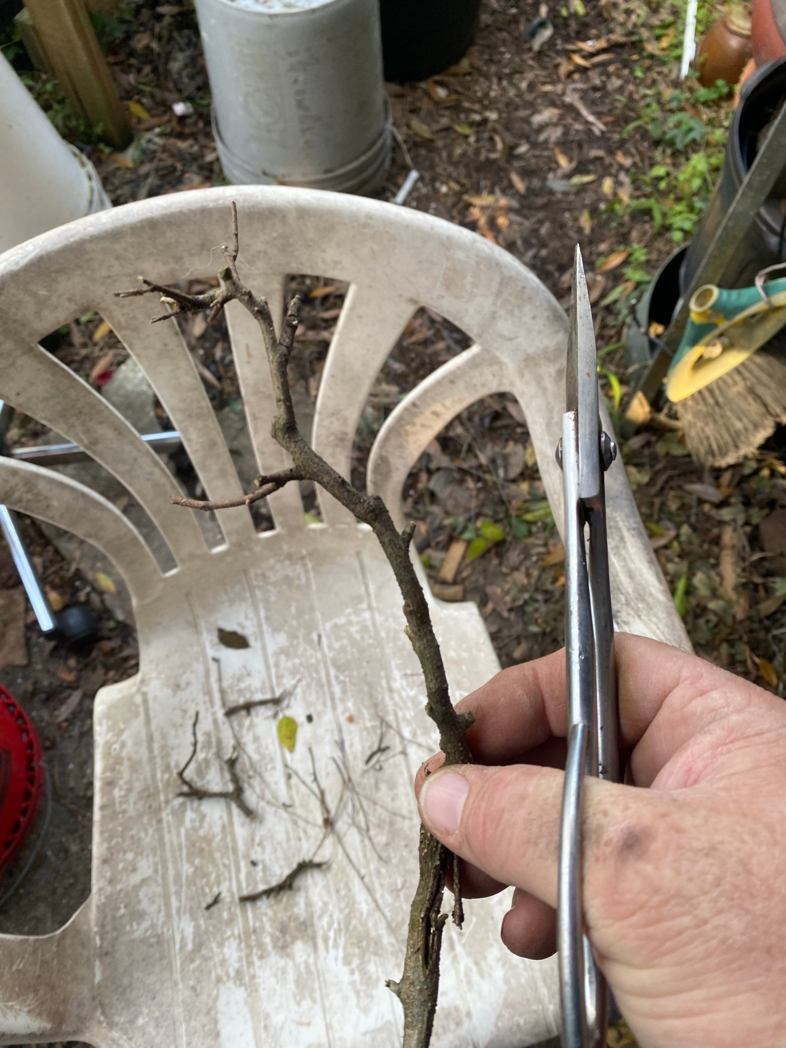 My big hunka sugar(berry) – Adam's Art and Bonsai Blog