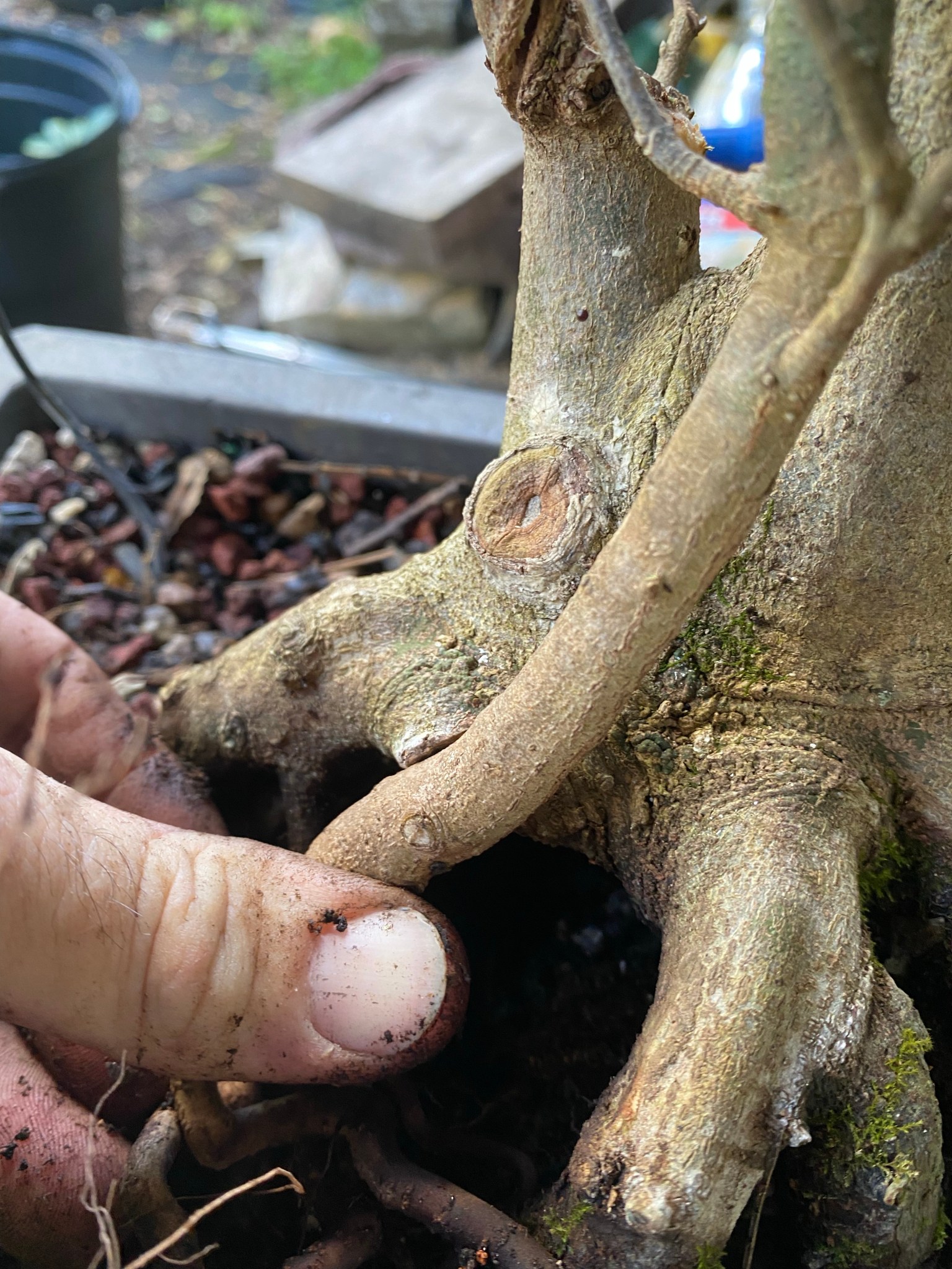 Just stick a branch on your tree – Adam's Art and Bonsai Blog