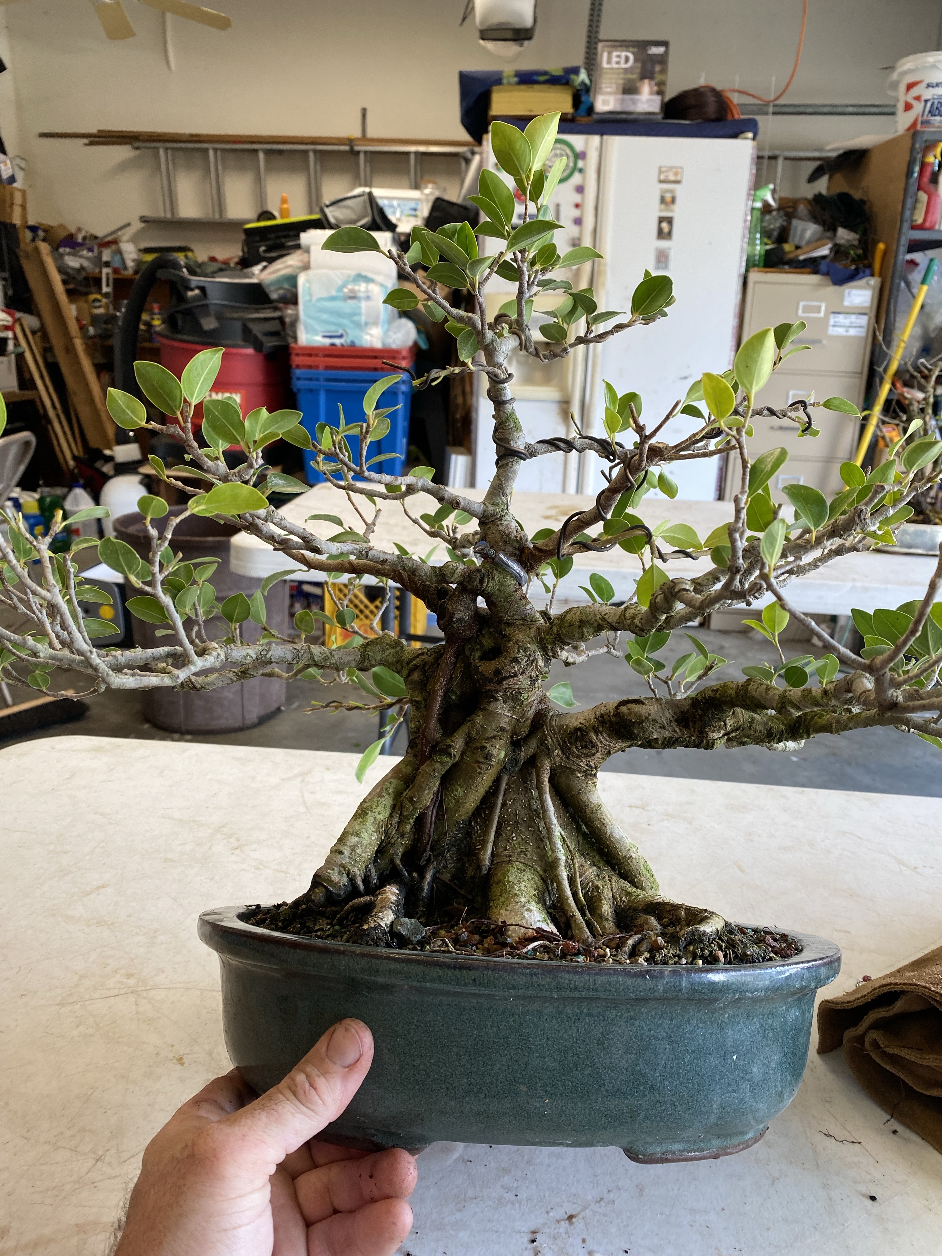 Still building a ficus – Adam's Art and Bonsai Blog