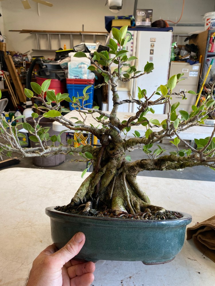 Still building a ficus – Adam's Art and Bonsai Blog