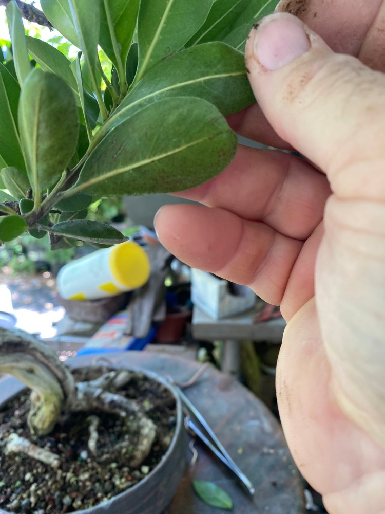 Jorge’s Buttonwood – Adam's Art and Bonsai Blog