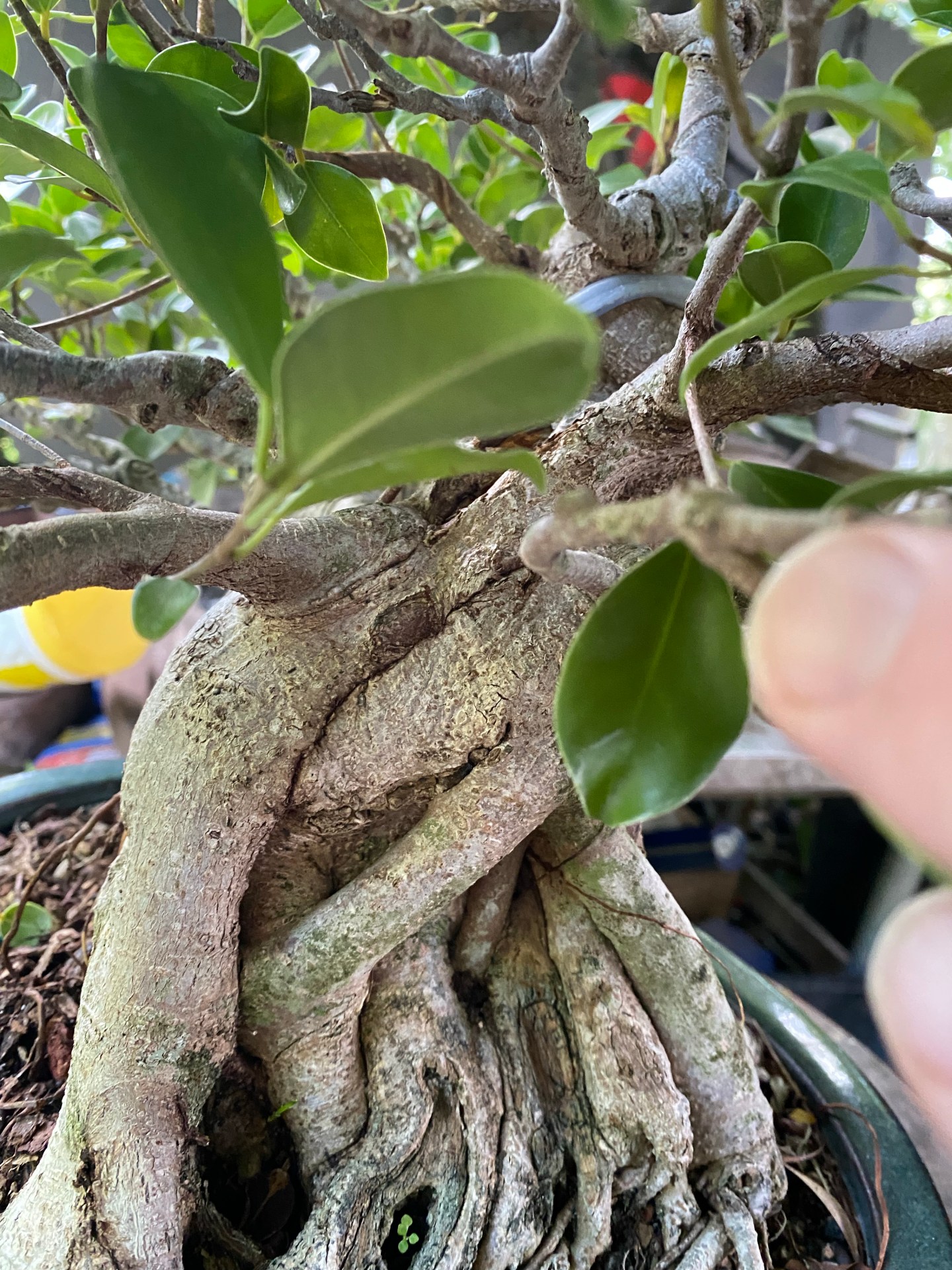 Still building a ficus – Adam's Art and Bonsai Blog